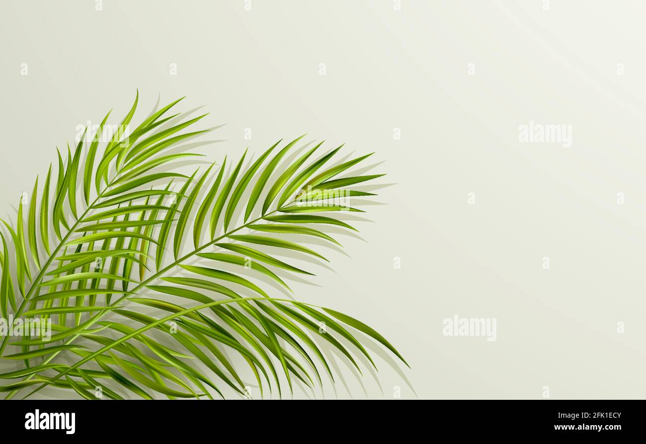 Palm frond shadow on Stock Vector Images - Alamy