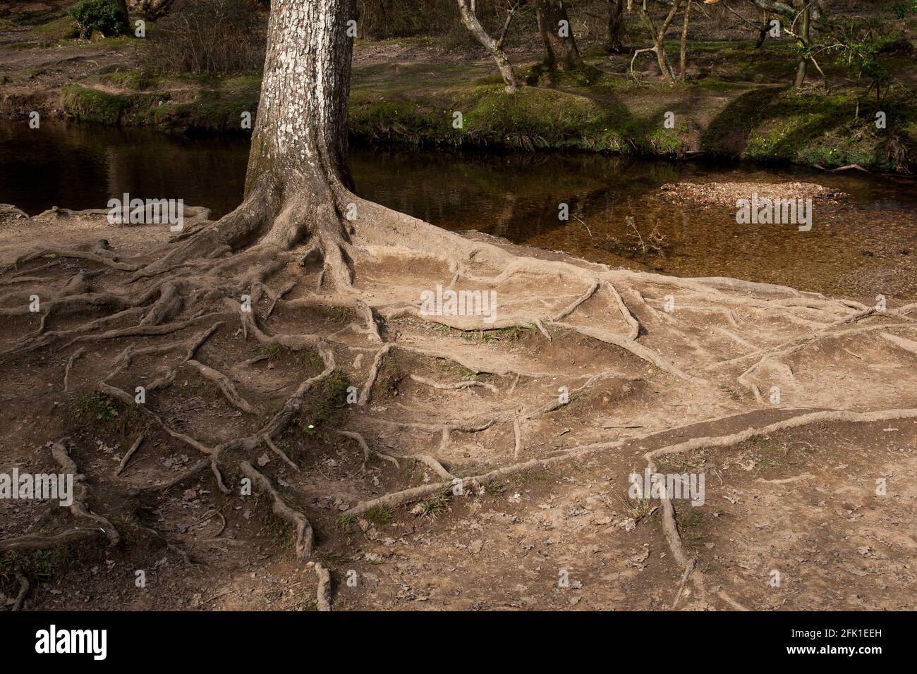 Spring trees New Forest Stock Photo - Alamy