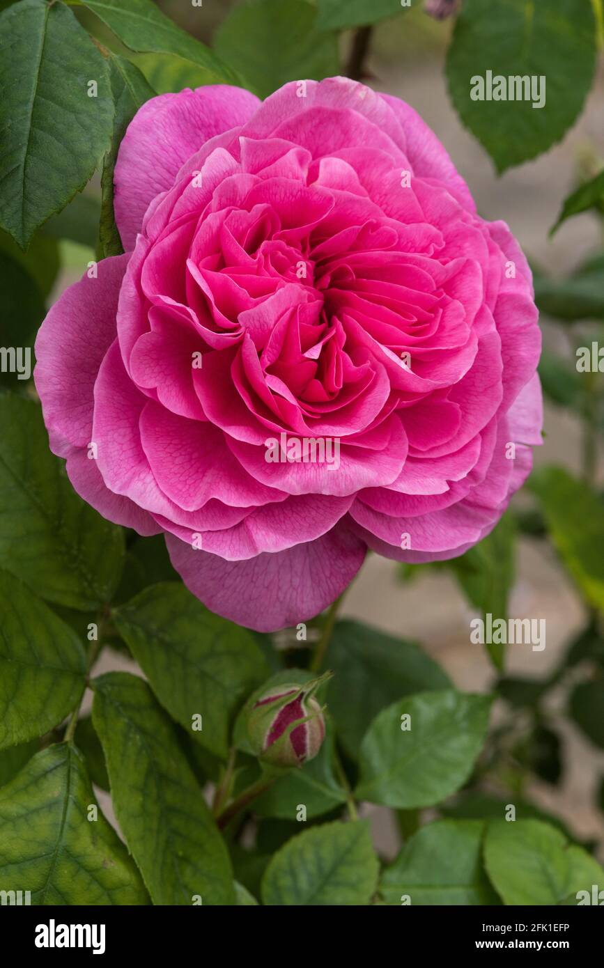 Light pink ruffles hi-res stock photography and images - Alamy