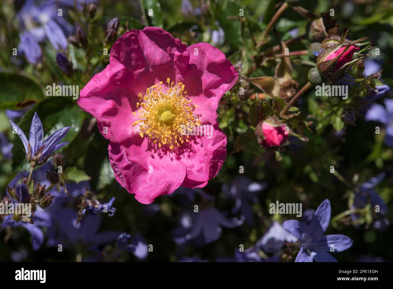 Dark pink dog rose hi-res stock photography and images - Alamy