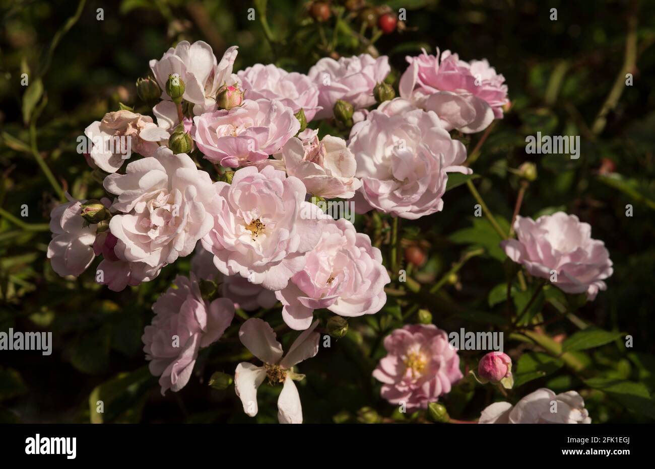 Pale pink rose bush Stock Photo - Alamy