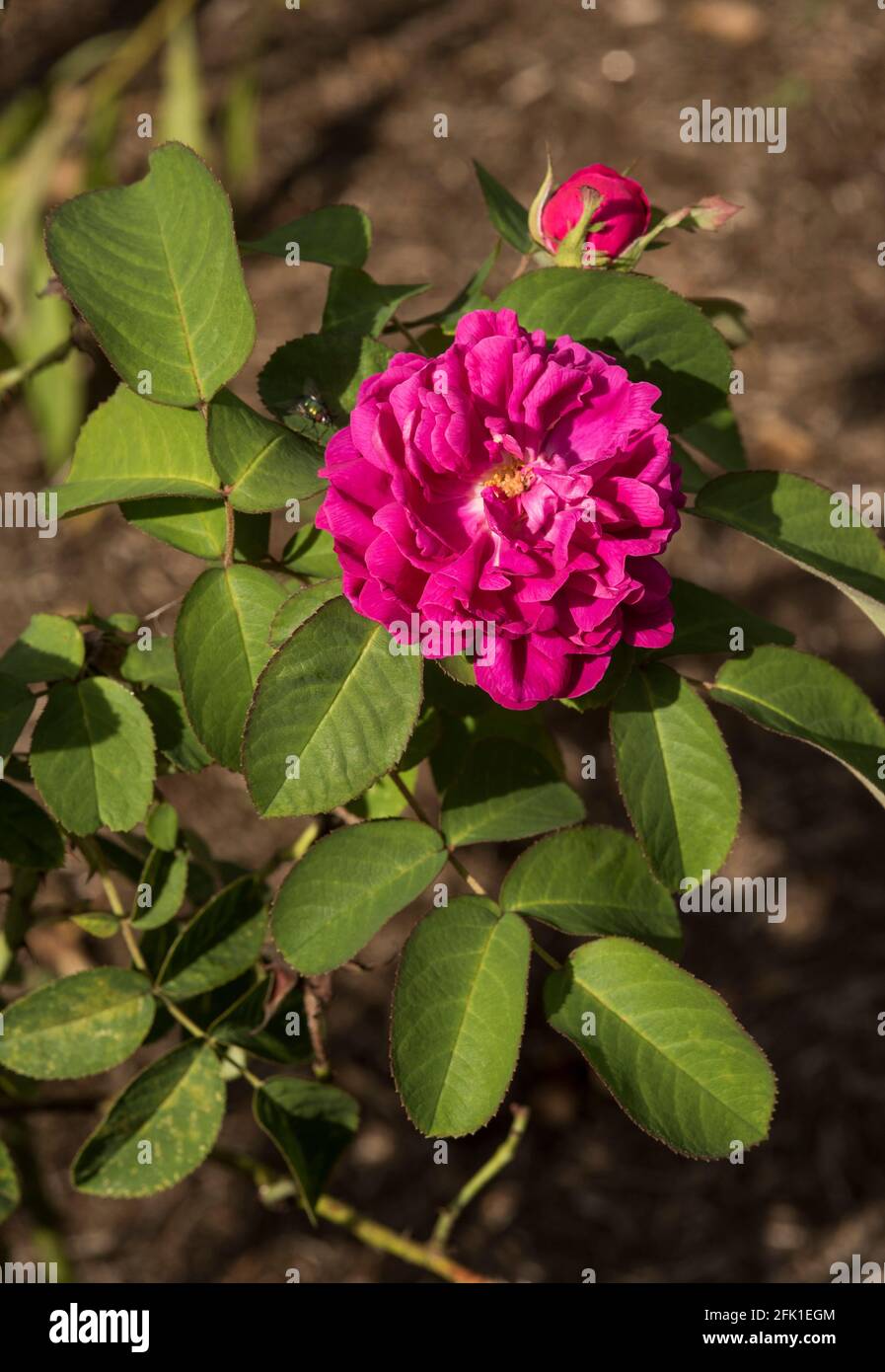 Deep pink centre hi-res stock photography and images - Alamy