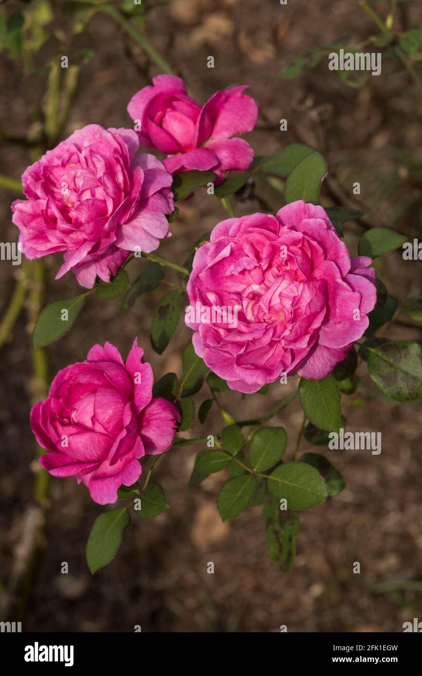Dark deep pink magenta roses Stock Photo - Alamy