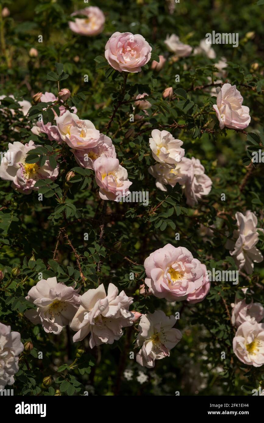 Pale pink rose bush Stock Photo - Alamy