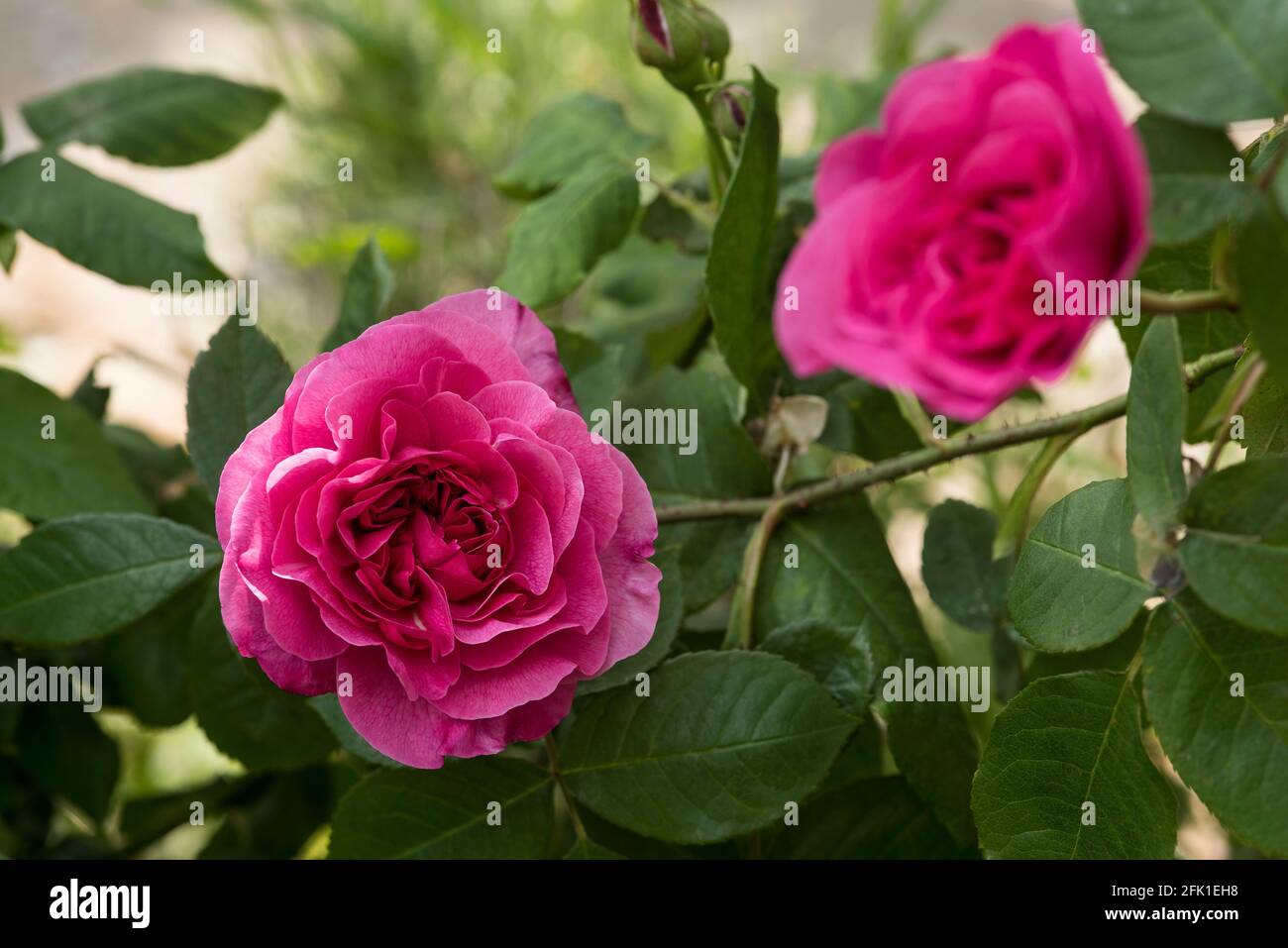 Dark deep pink magenta roses Stock Photo - Alamy