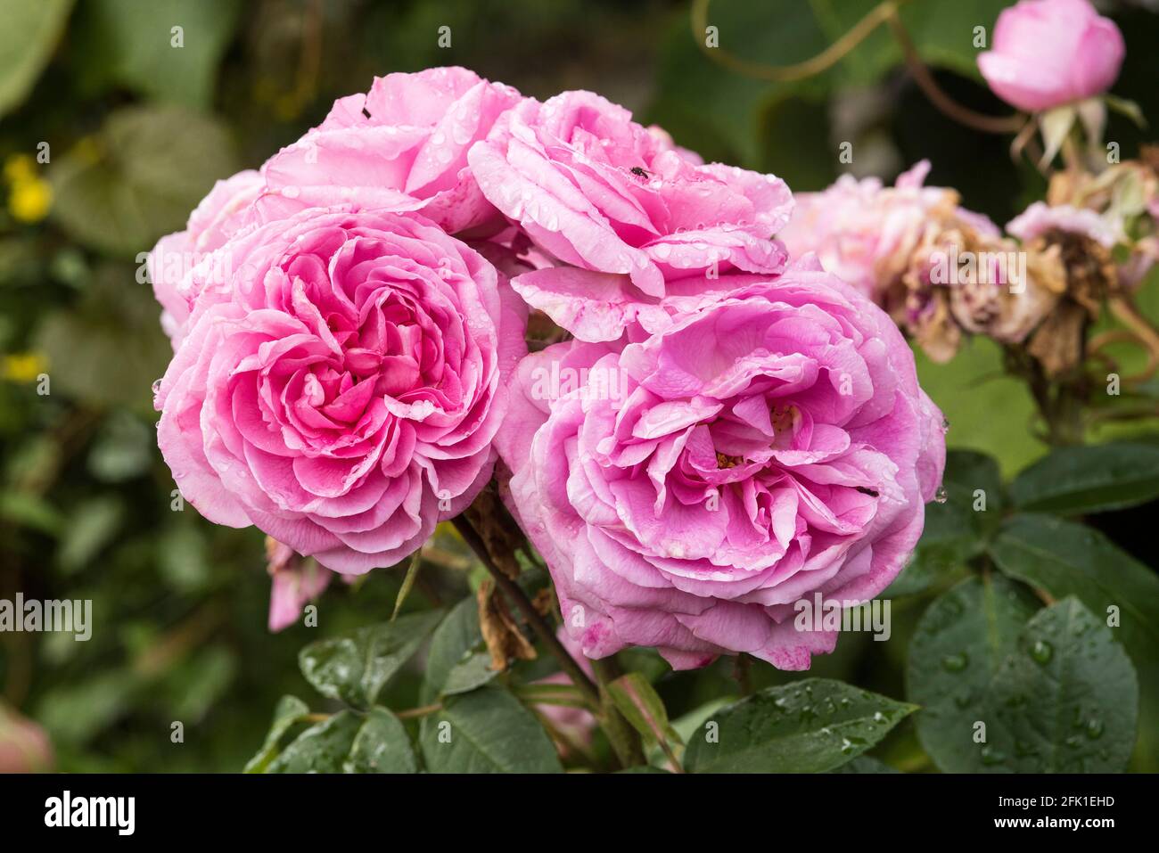 Double roses pollinators hi-res stock photography and images - Alamy