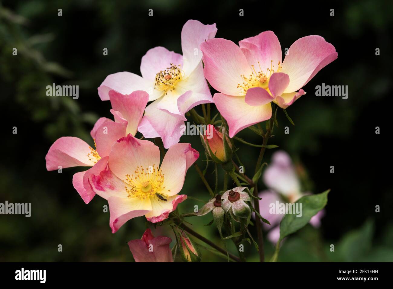 Wild blush rose hi-res stock photography and images - Alamy