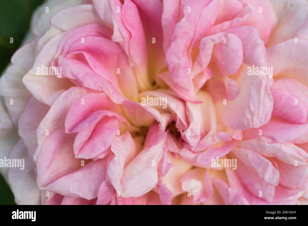 Triple thorns hi-res stock photography and images - Alamy