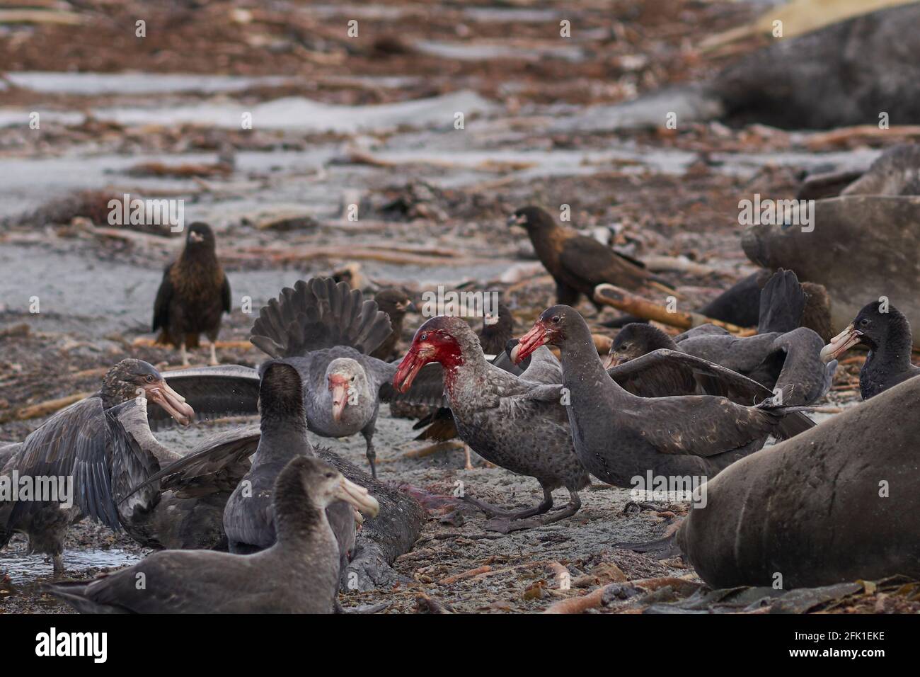 Mixed group of Southern Giant Petrel (Macronectes giganteus), Northern ...