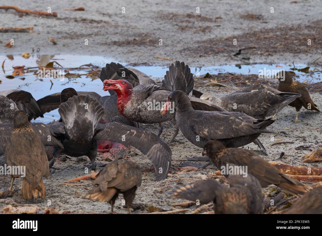 Mixed group of Southern Giant Petrel (Macronectes giganteus), Northern ...