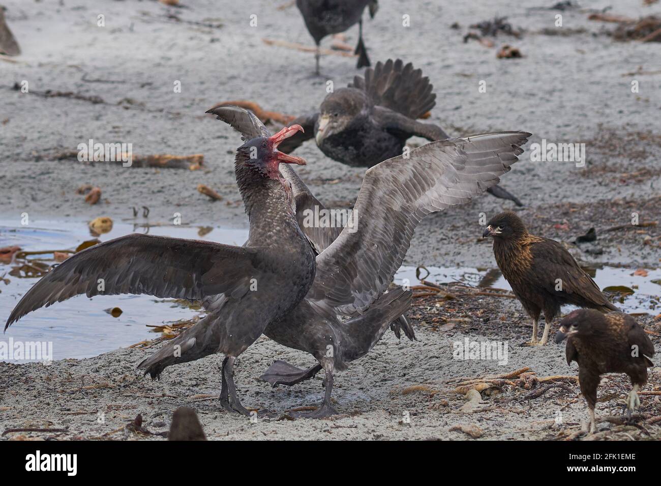 Mixed group of Southern Giant Petrel (Macronectes giganteus), Northern ...