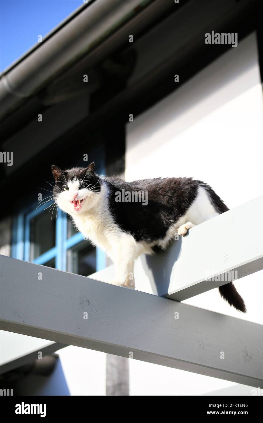 cat on the roof Stock Photo - Alamy