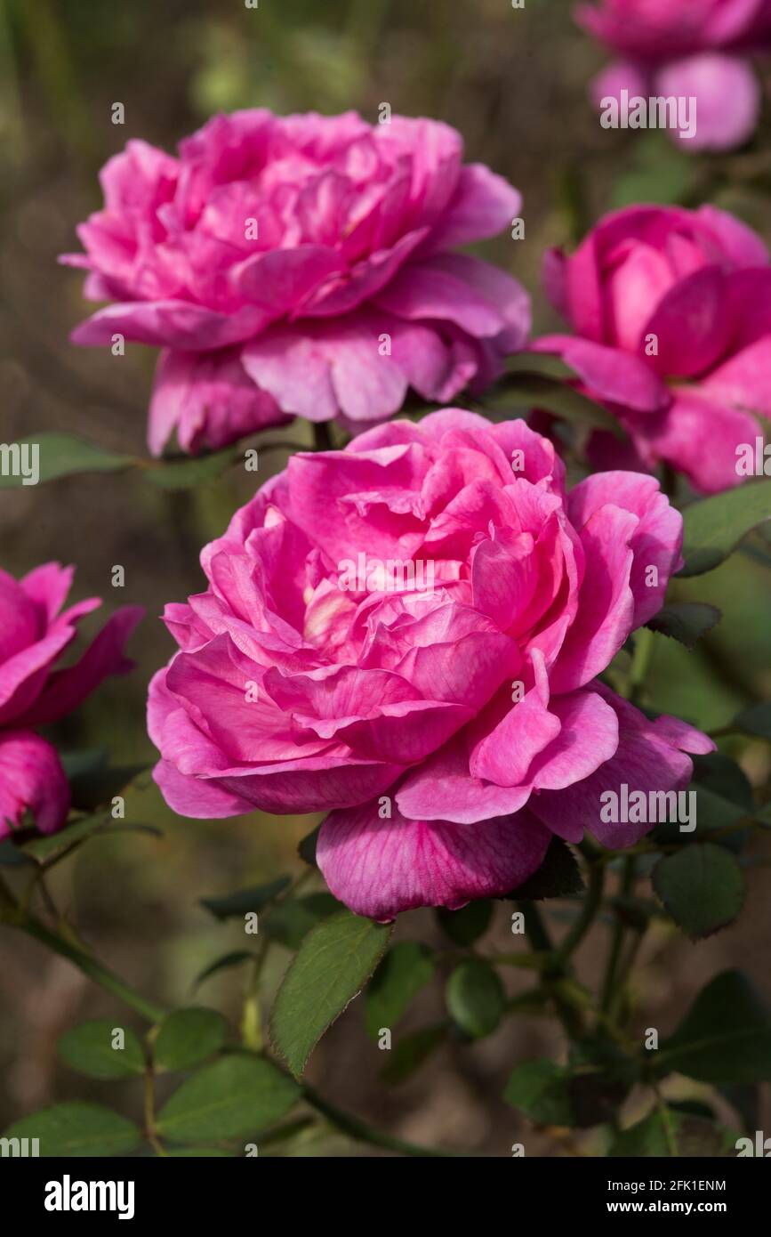 Pink deep pink centre hi-res stock photography and images - Alamy