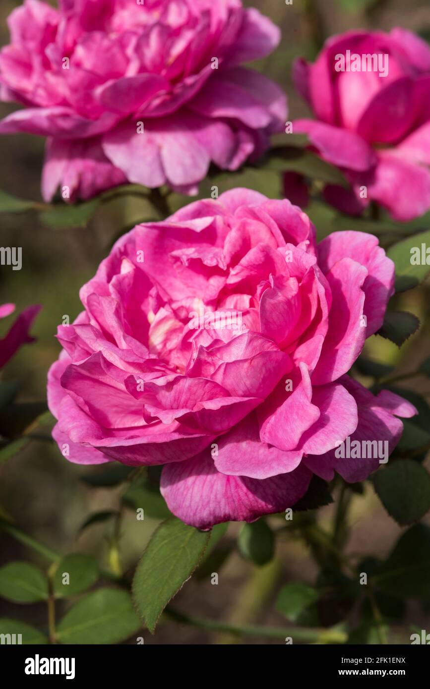 Light pink ruffles hi-res stock photography and images - Alamy