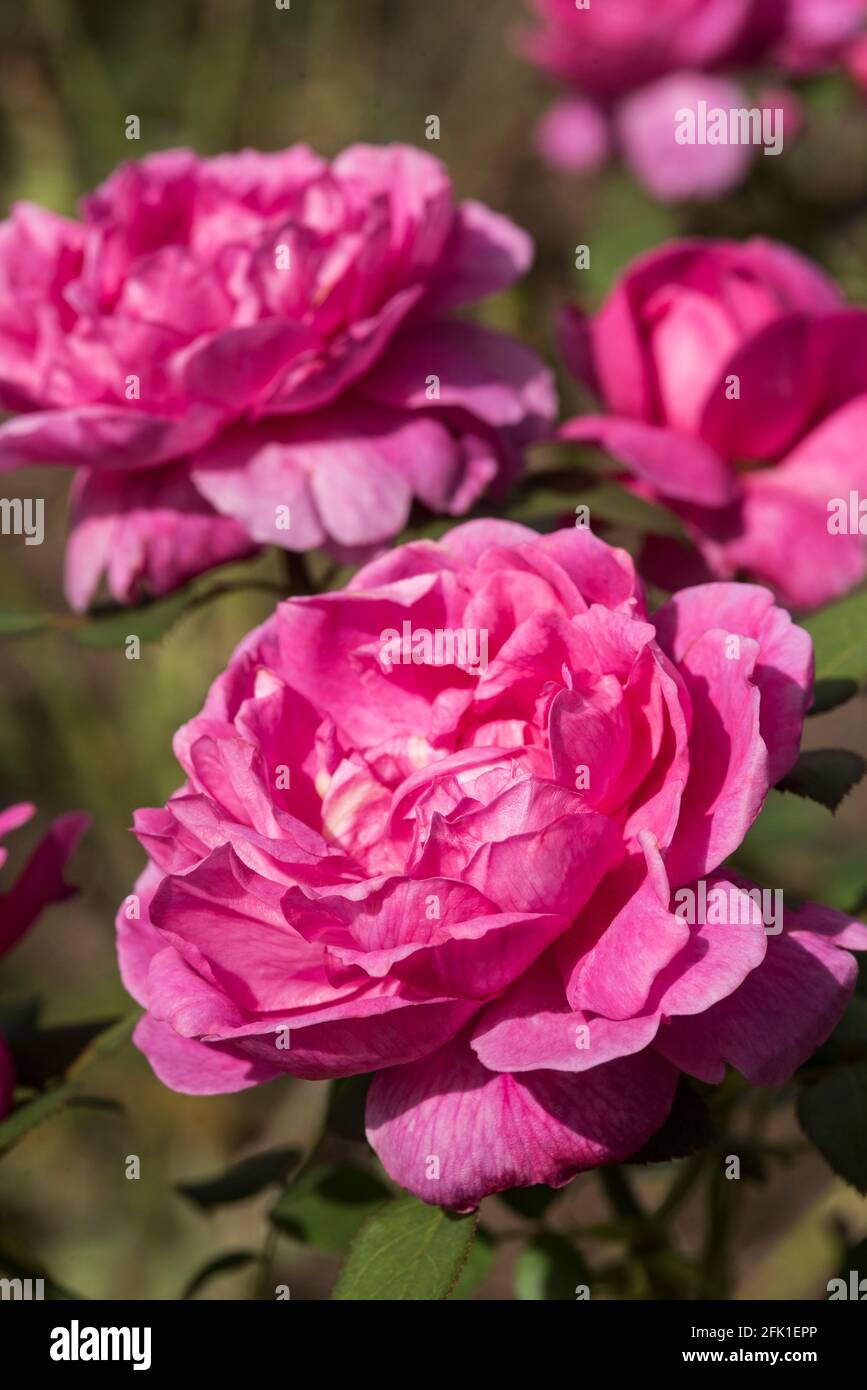 Light pink ruffles hi-res stock photography and images - Alamy