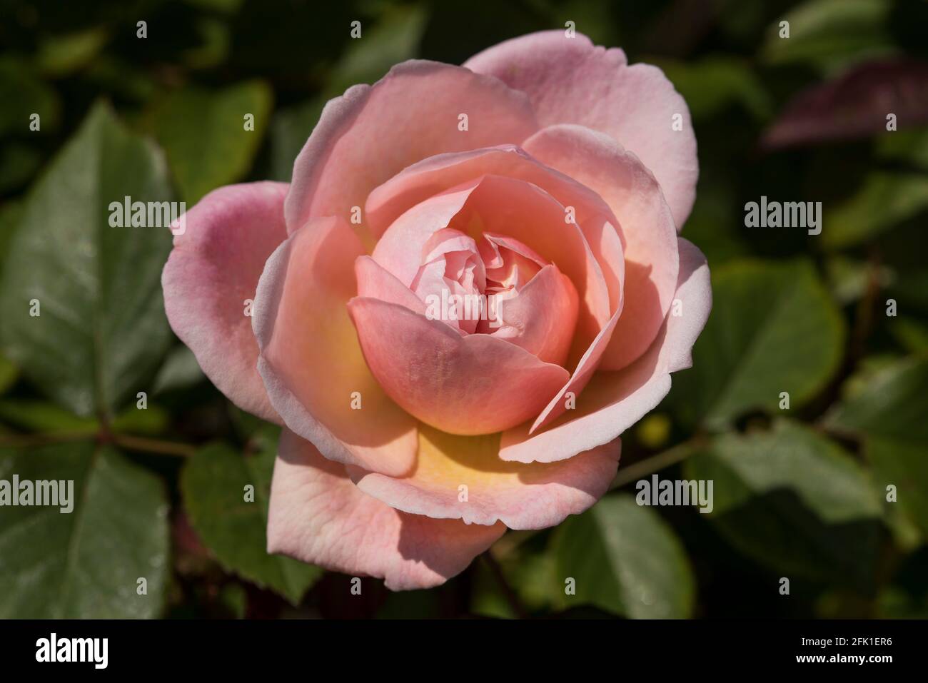 A close up of a blush pink rose opening Stock Photo - Alamy