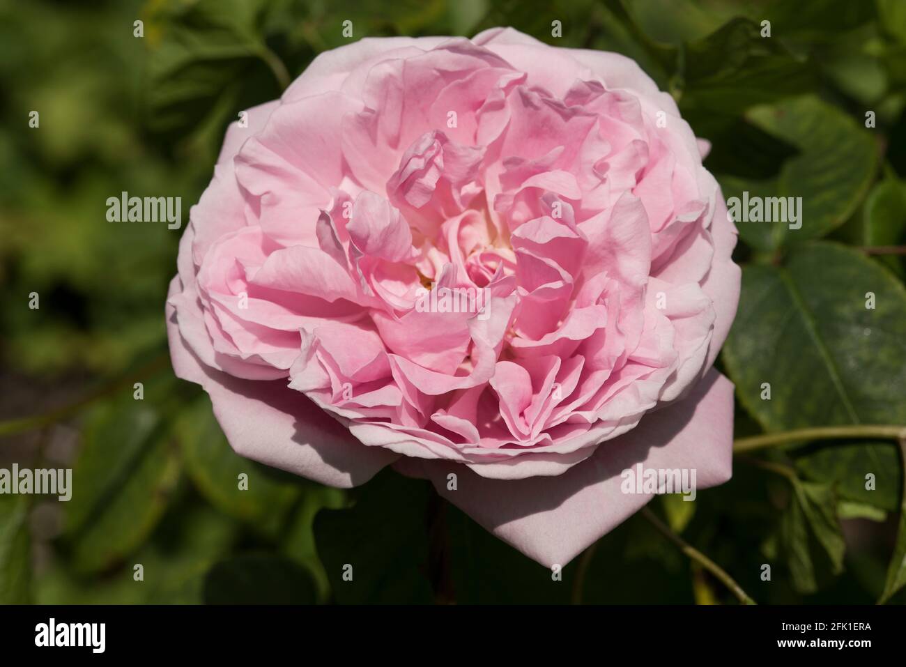 Blush pink centre hi-res stock photography and images - Alamy