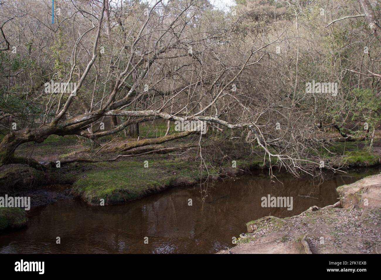 Scary forest and stream hi-res stock photography and images - Alamy