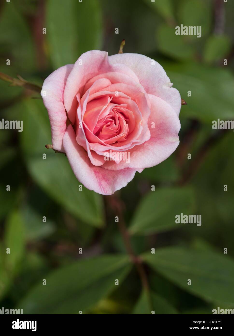Portrait of a soft blush pink rose opening Stock Photo - Alamy