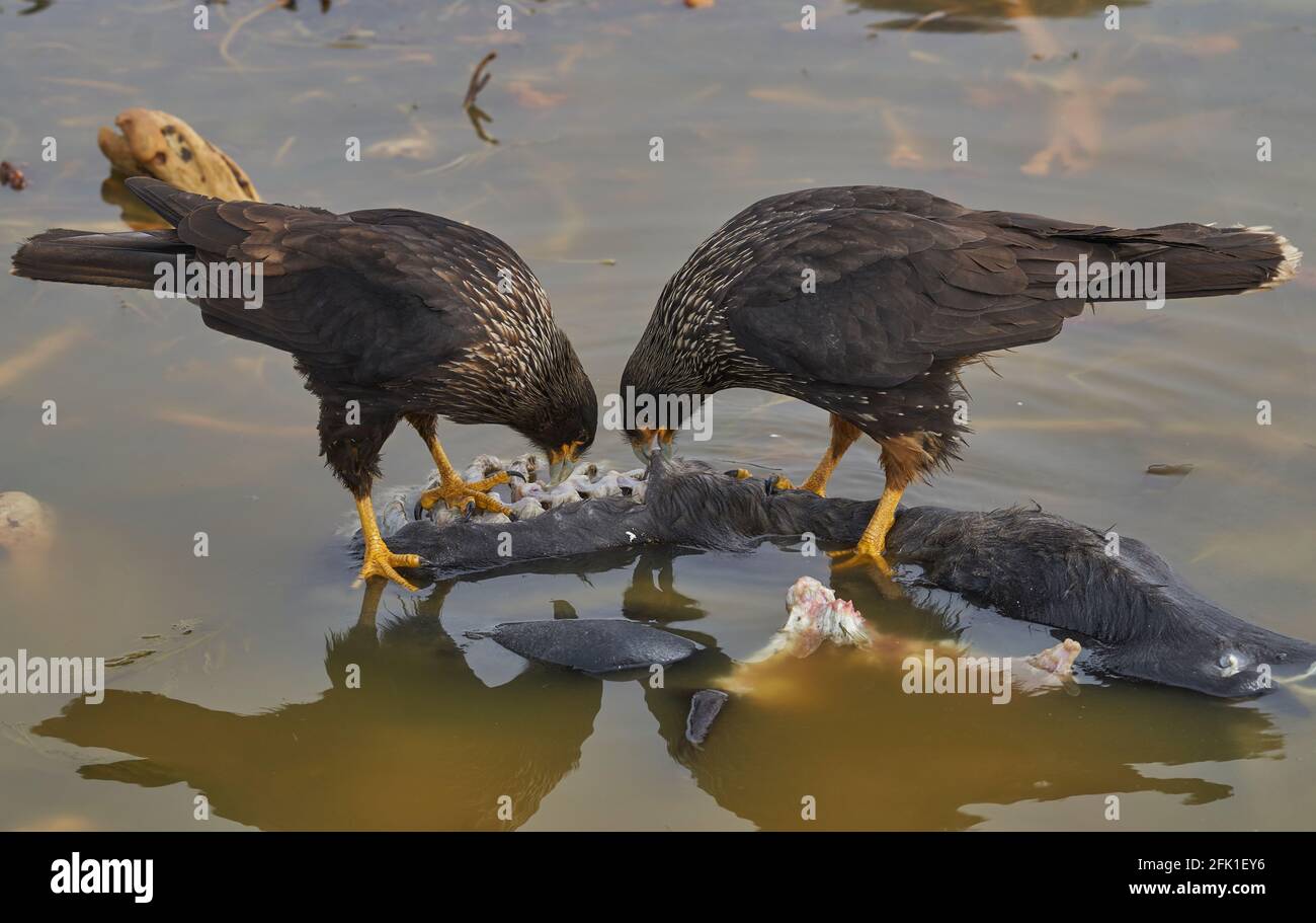 Seal carcass on a beach hi-res stock photography and images - Alamy