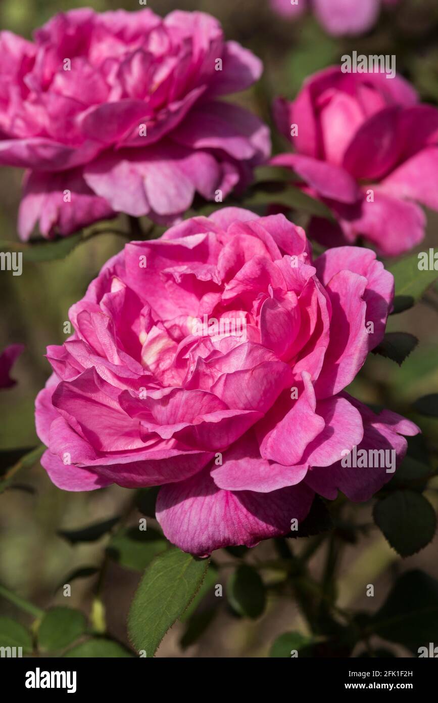 Dark deep pink magenta roses Stock Photo - Alamy
