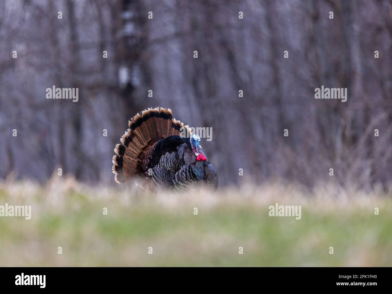 A jake wild turkey strutting in northern Wisconsin Stock Photo - Alamy