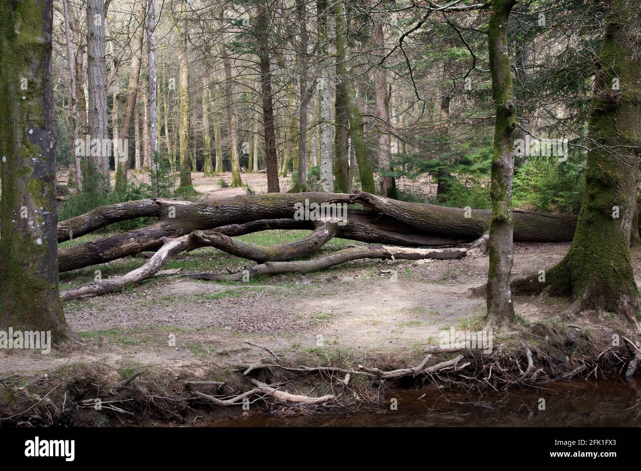 Spring trees New Forest Stock Photo - Alamy