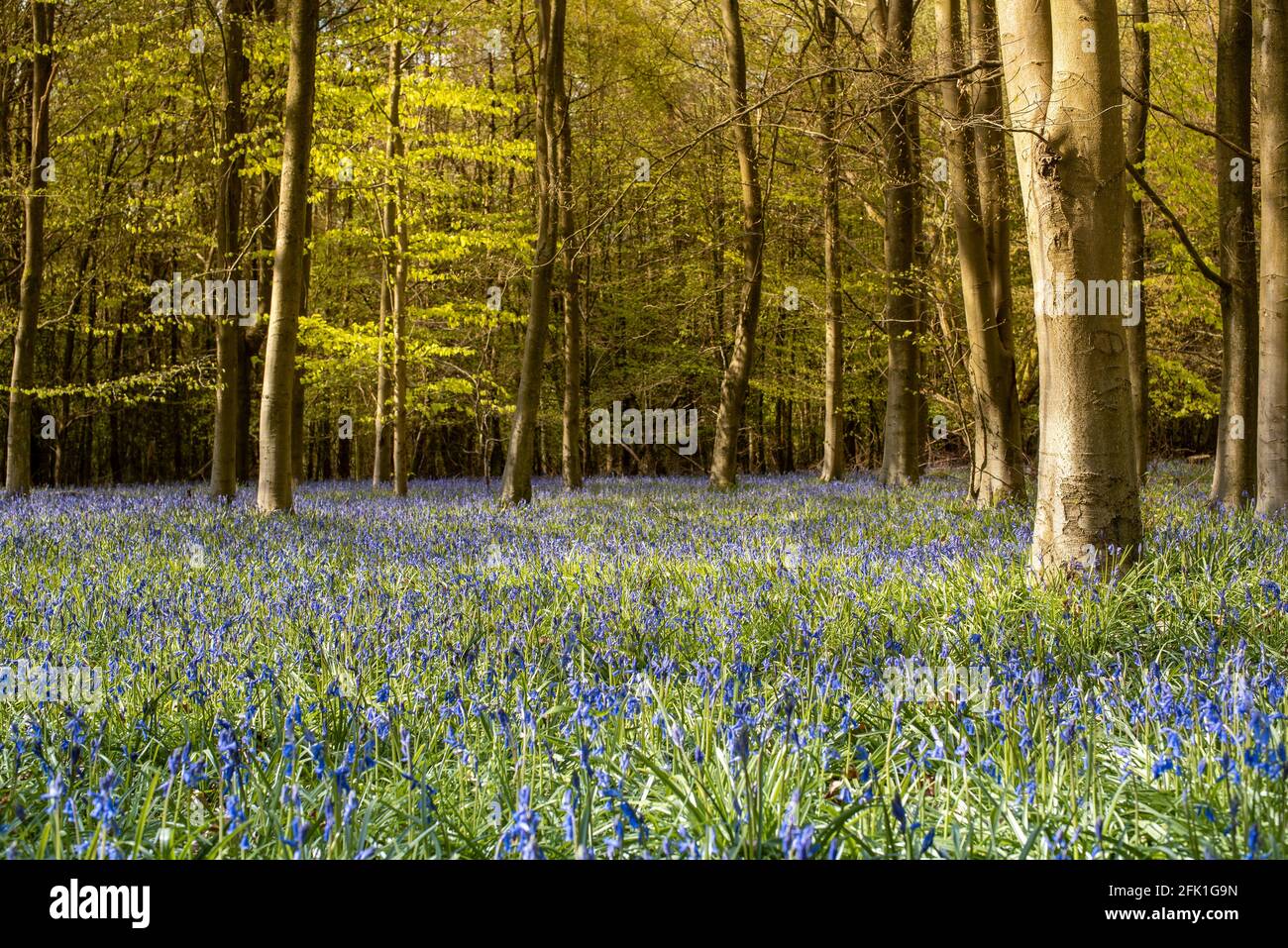 English landscape with forecast in spring and bluebells flowers ...