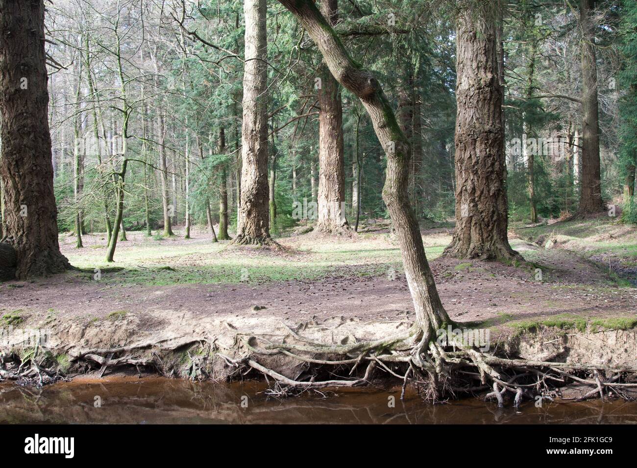 Spring trees New Forest Stock Photo - Alamy
