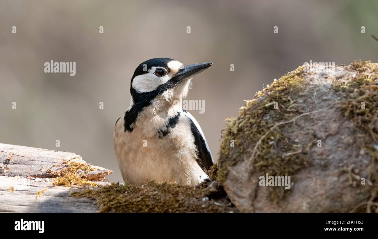 bird, natur, wild lebende tiere, tier, spatz, schnabel, wild, feather ...
