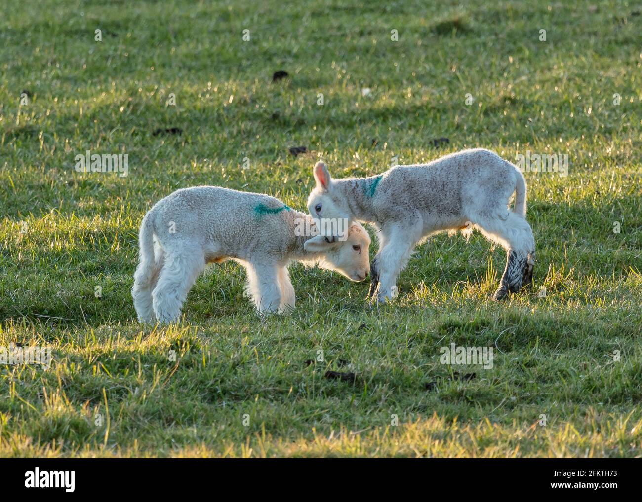 New born lambs playing in a field Stock Photo - Alamy