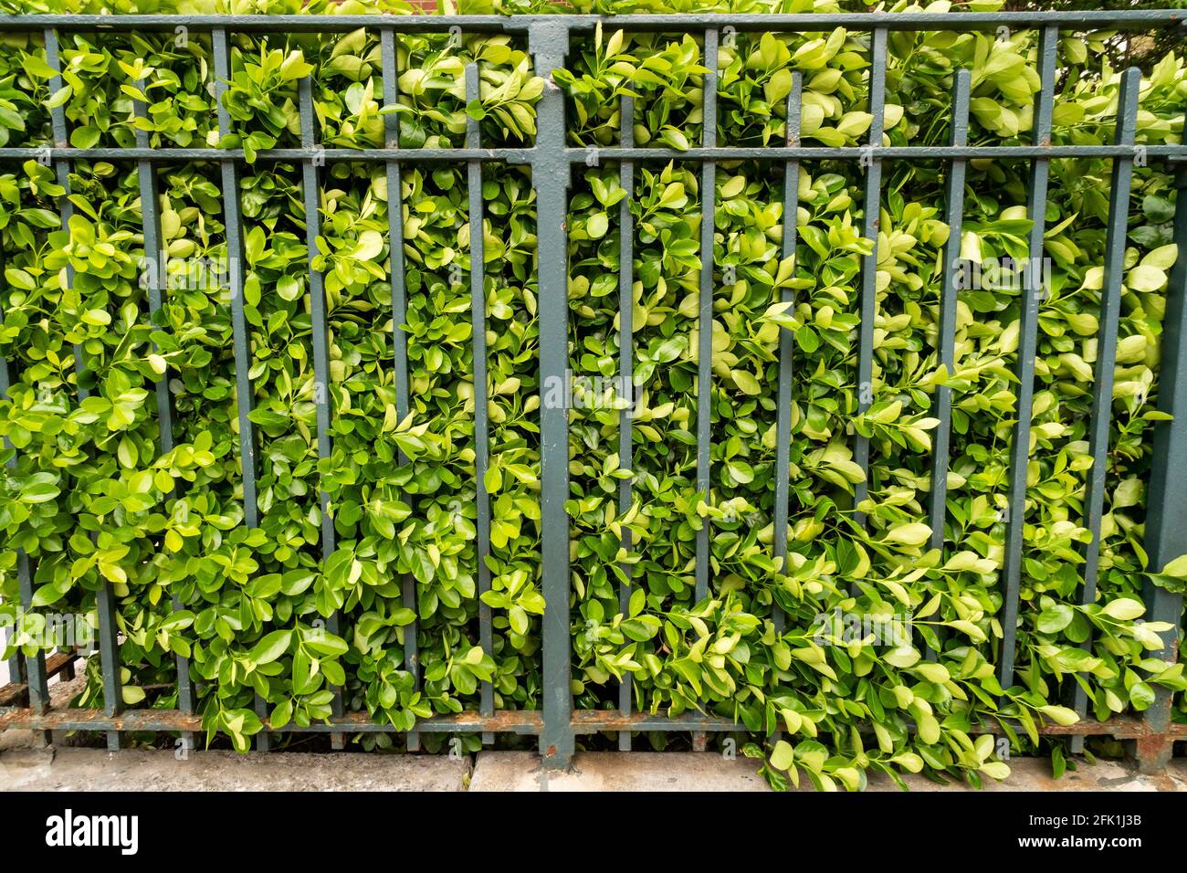 Untrimmed hedges hi-res stock photography and images - Alamy