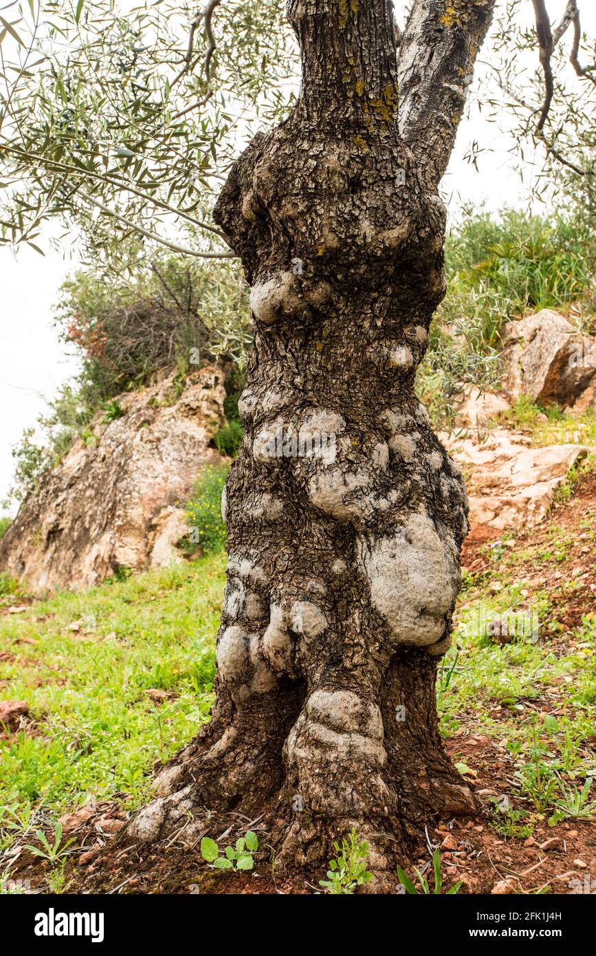 Olive tree trunk Stock Photo - Alamy