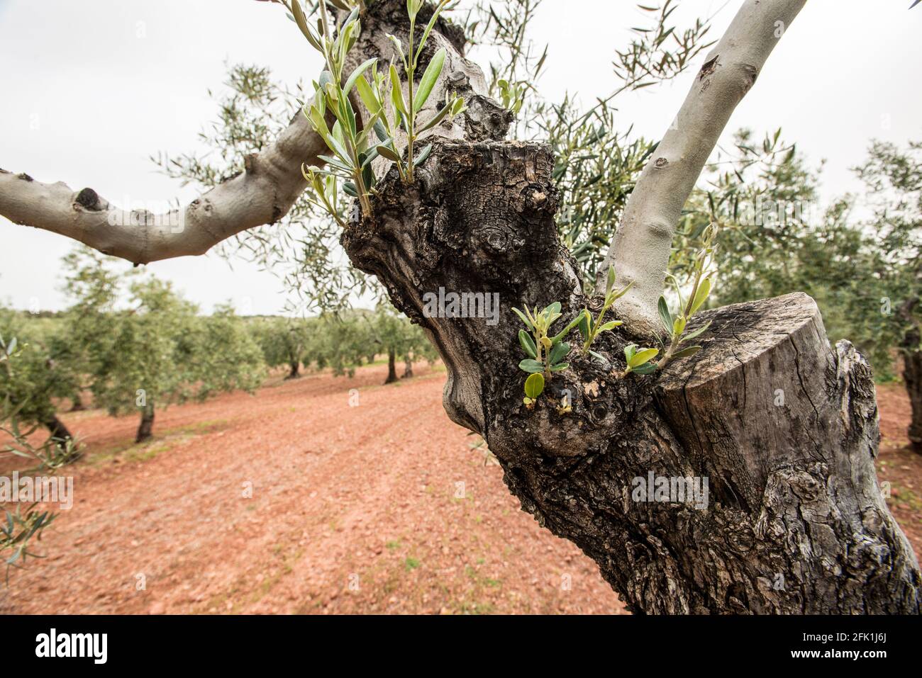 Olive tree trunk Stock Photo - Alamy