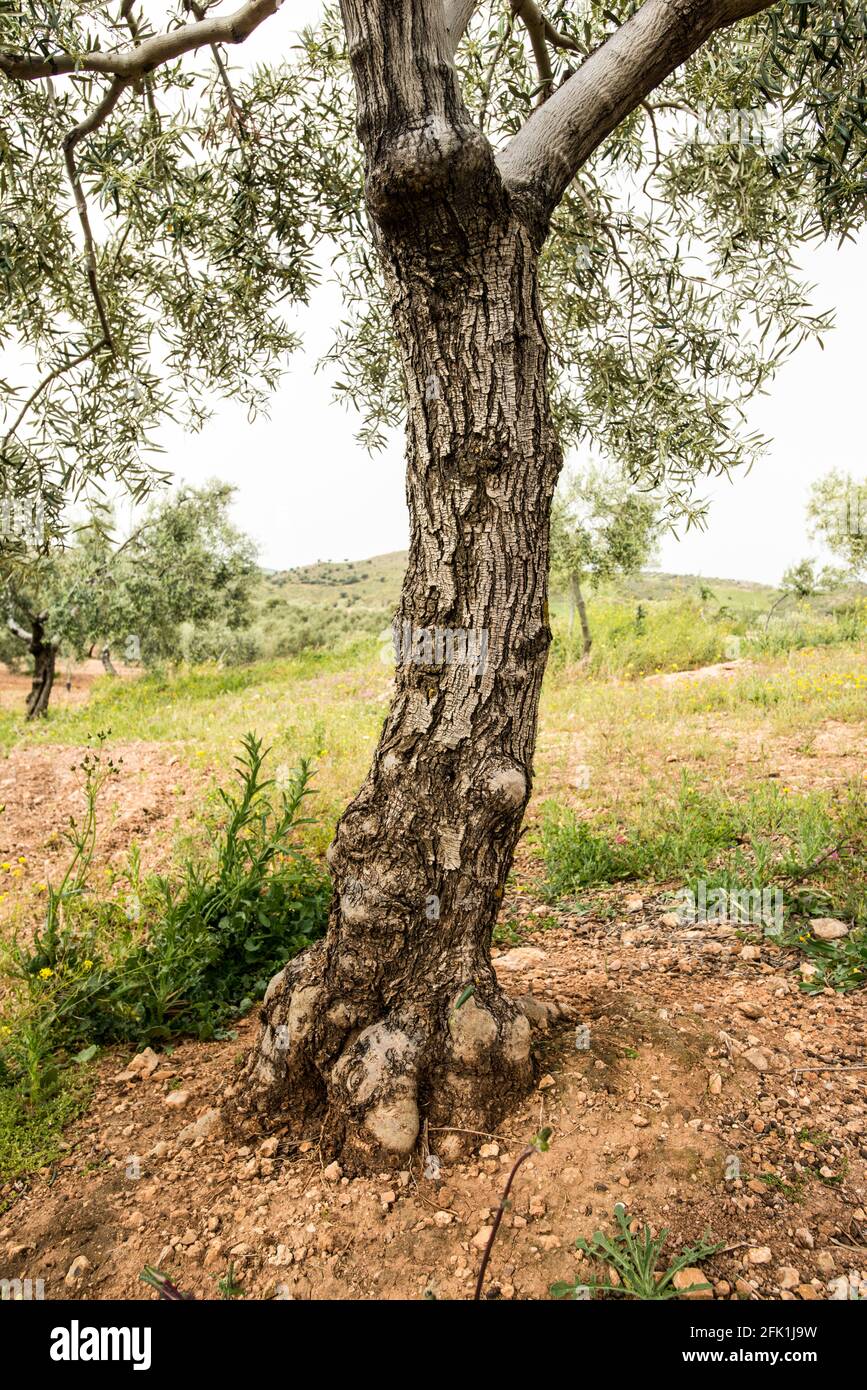 Olive tree trunk Stock Photo - Alamy