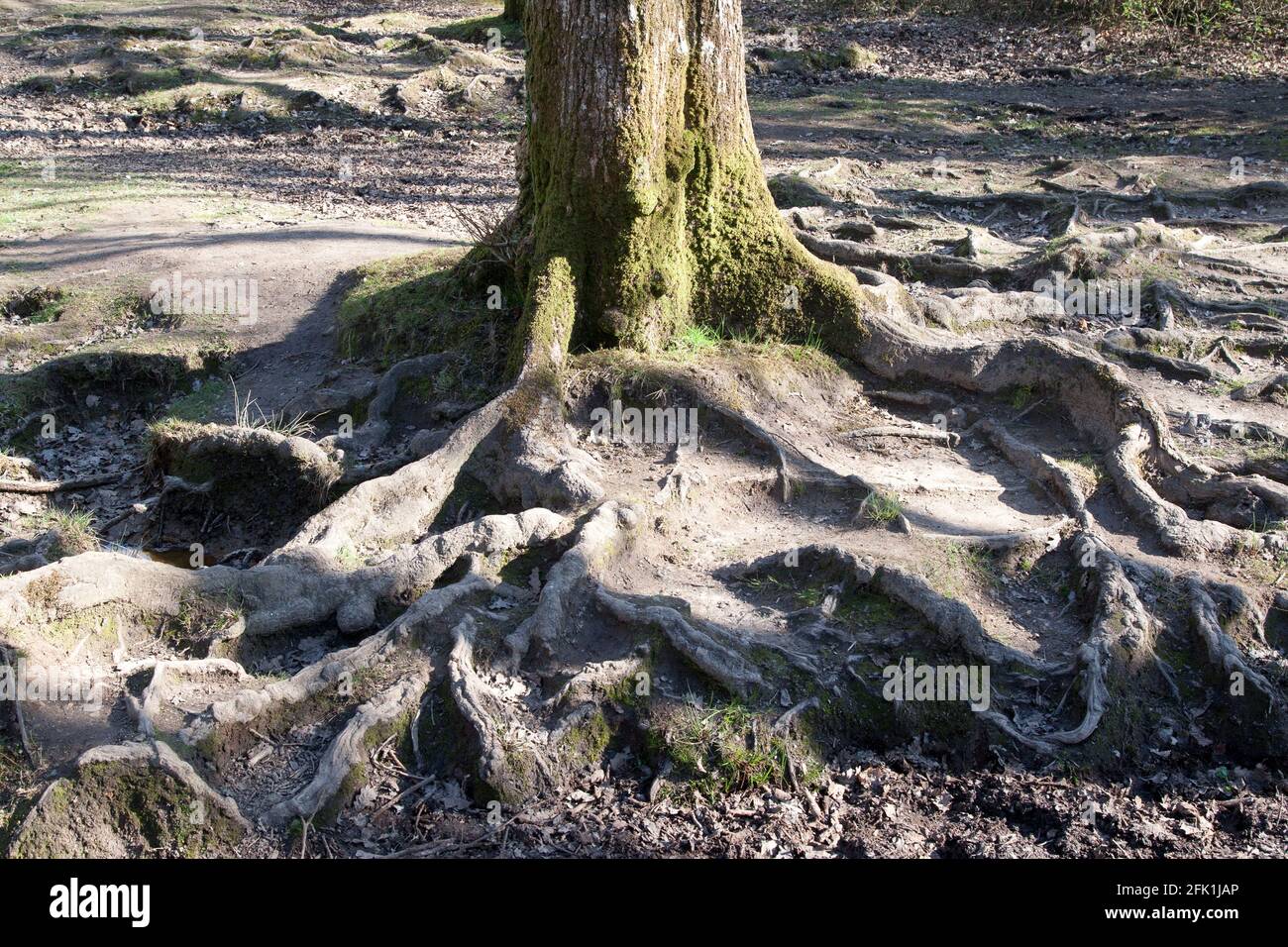 Spring trees New Forest Stock Photo - Alamy
