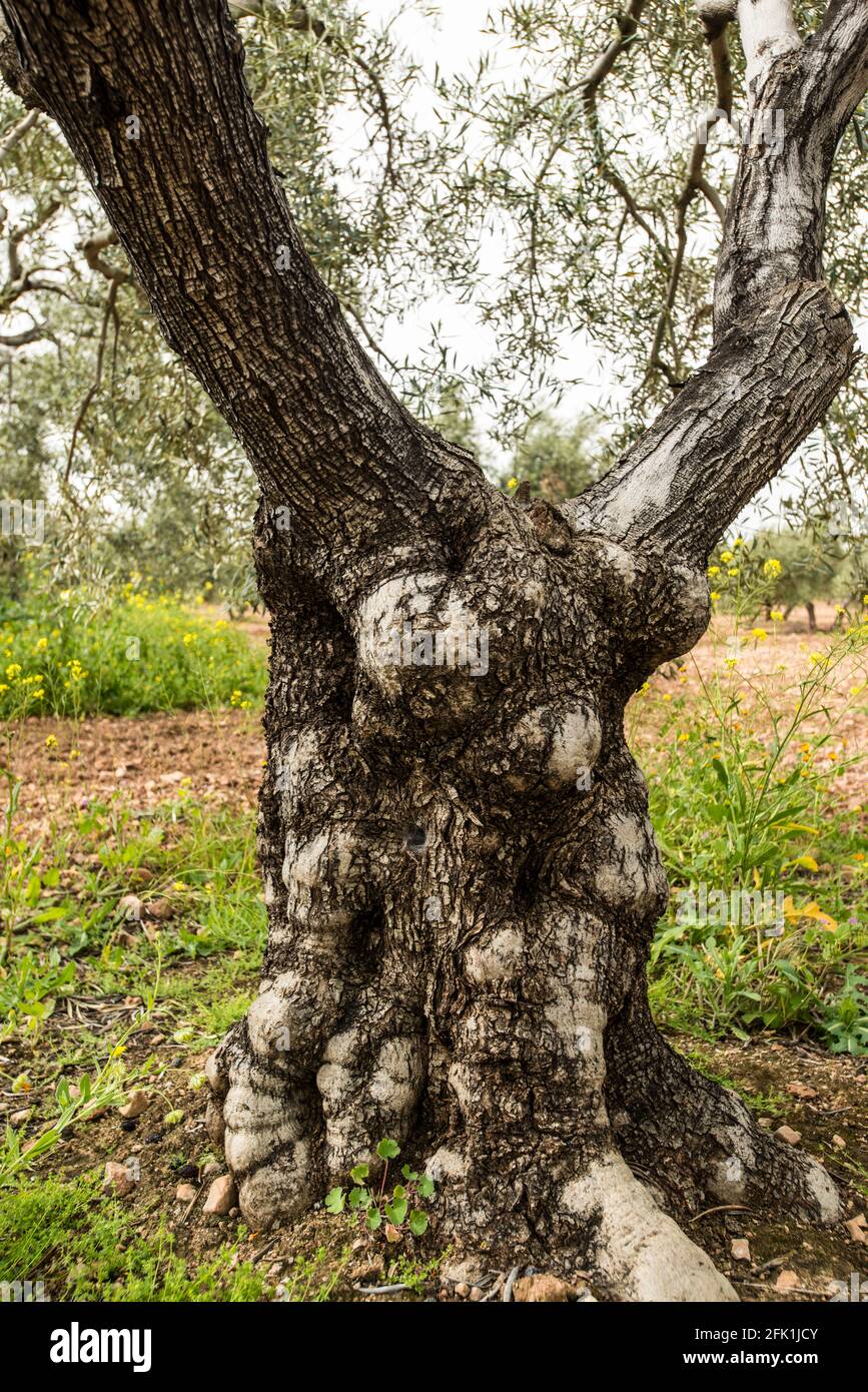 Olive tree trunk Stock Photo - Alamy