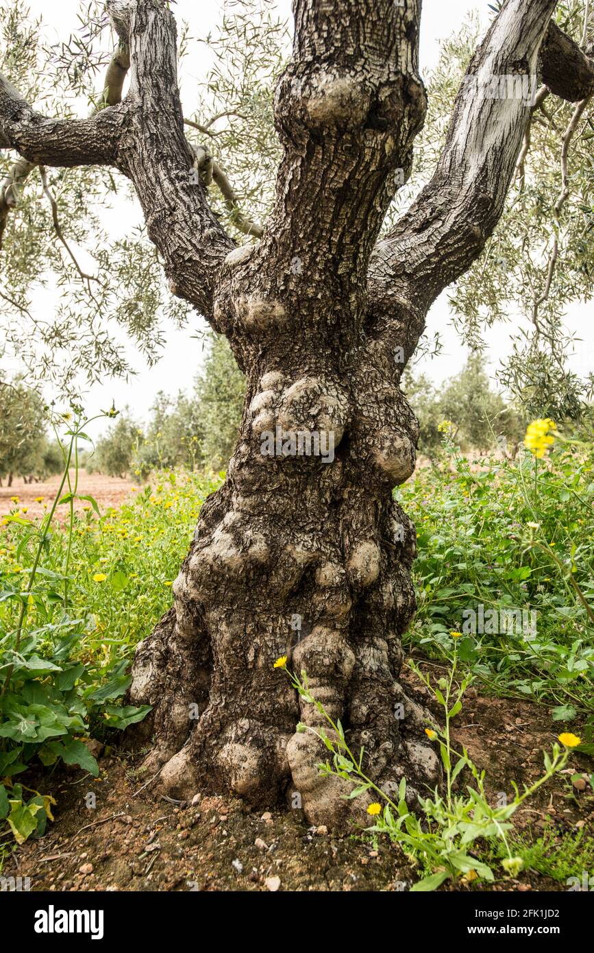 Olive tree trunk Stock Photo - Alamy