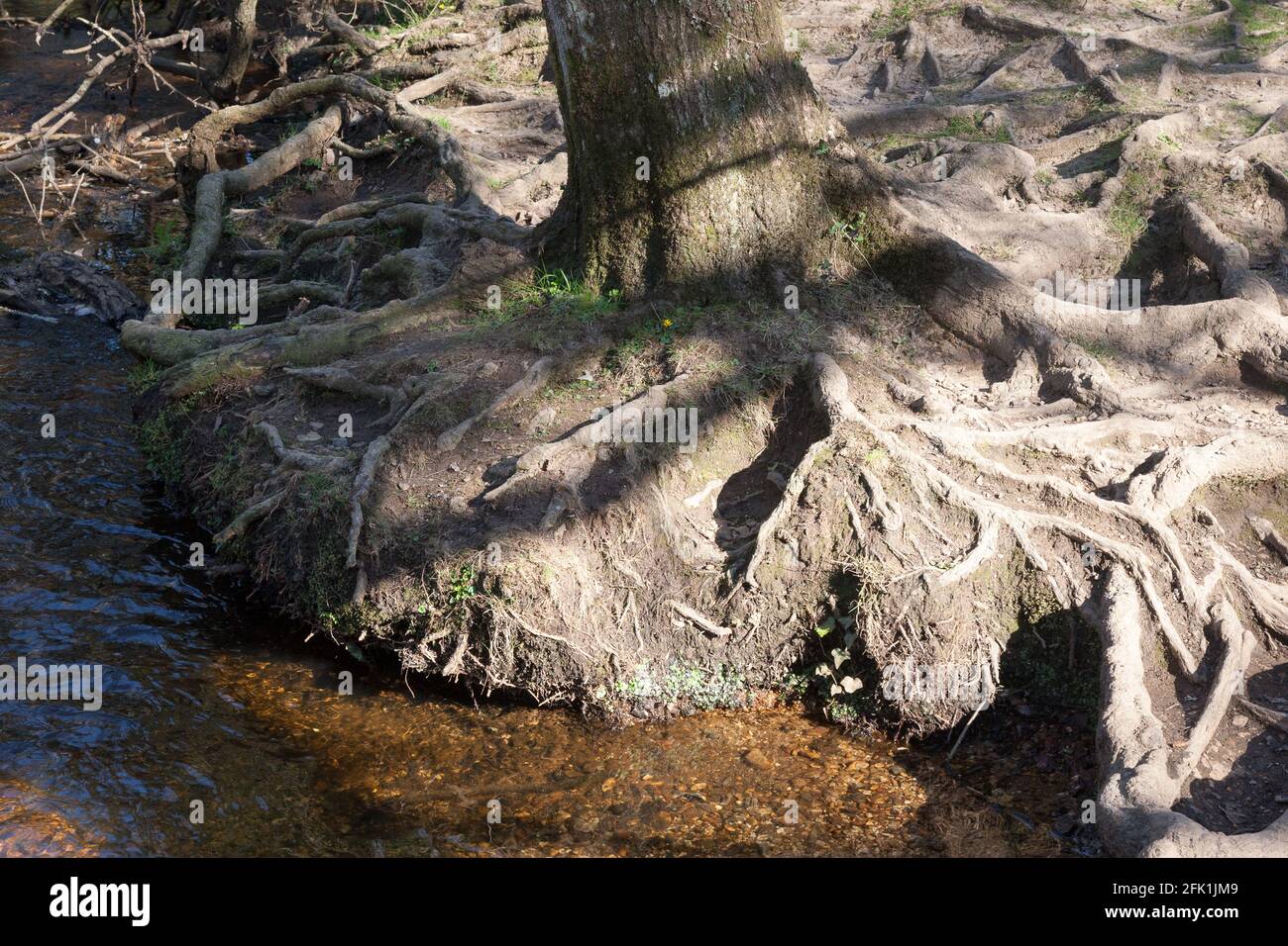 Spring trees New Forest Stock Photo - Alamy