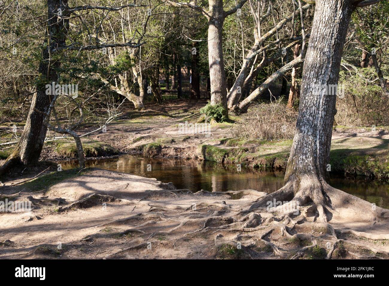 Spring trees New Forest Stock Photo - Alamy