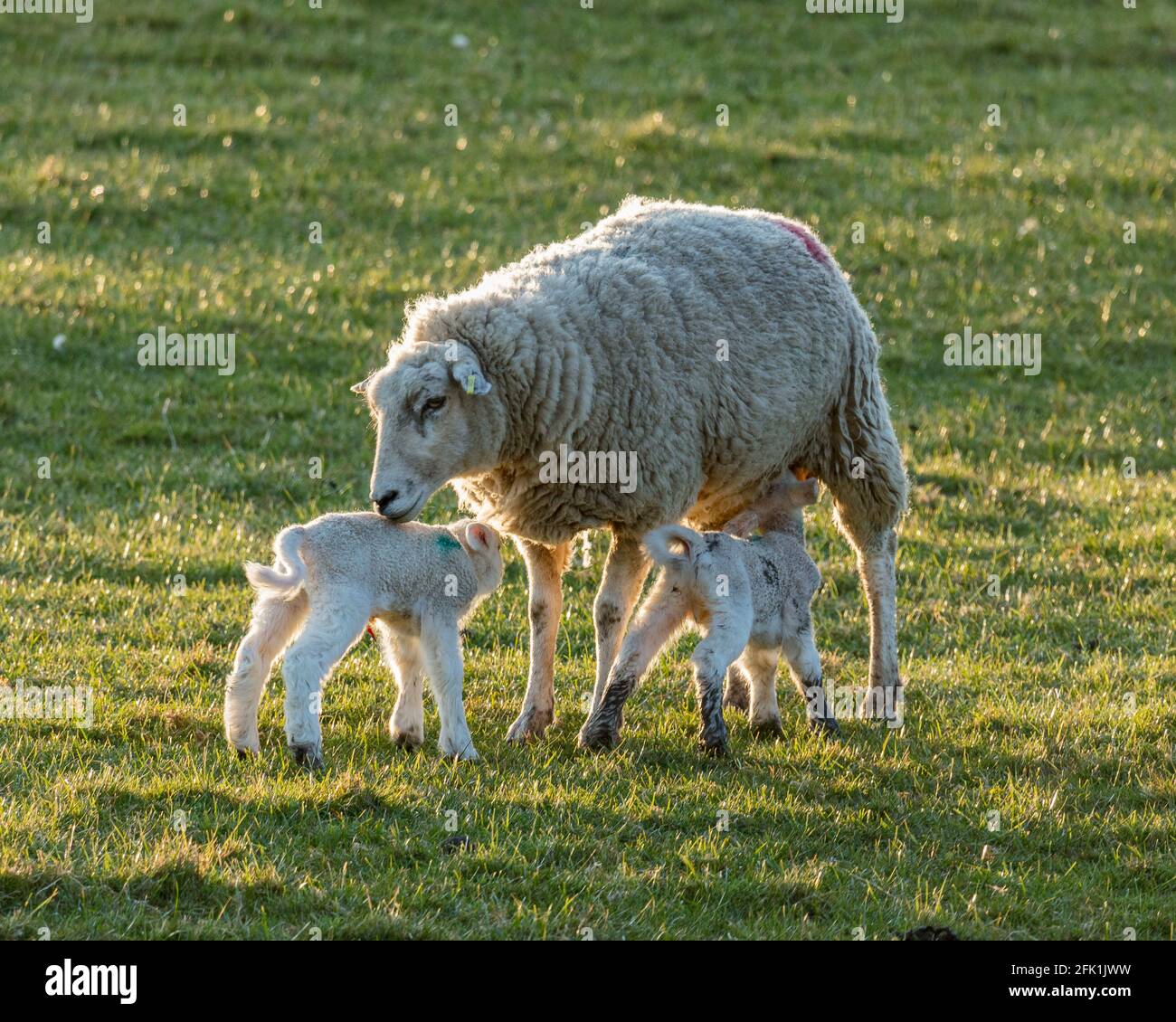 New born lambs playing in a field Stock Photo - Alamy