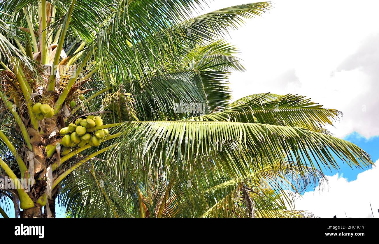 Coconut tree showing coconuts and leaves against a tropical sky Stock ...