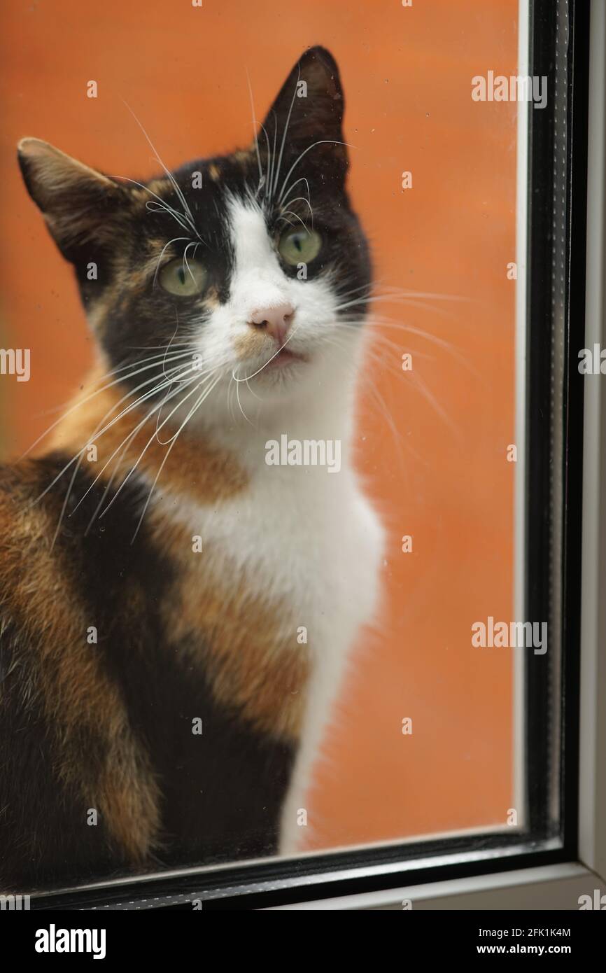 Curious portrait of a tricolor cat through a glass window Stock Photo ...