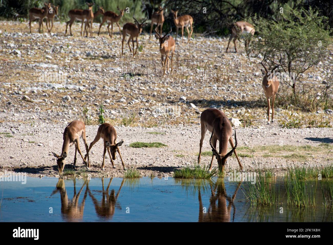 Impala drink at the waterhole at the Onguma Bush Camp, a lodge with its ...