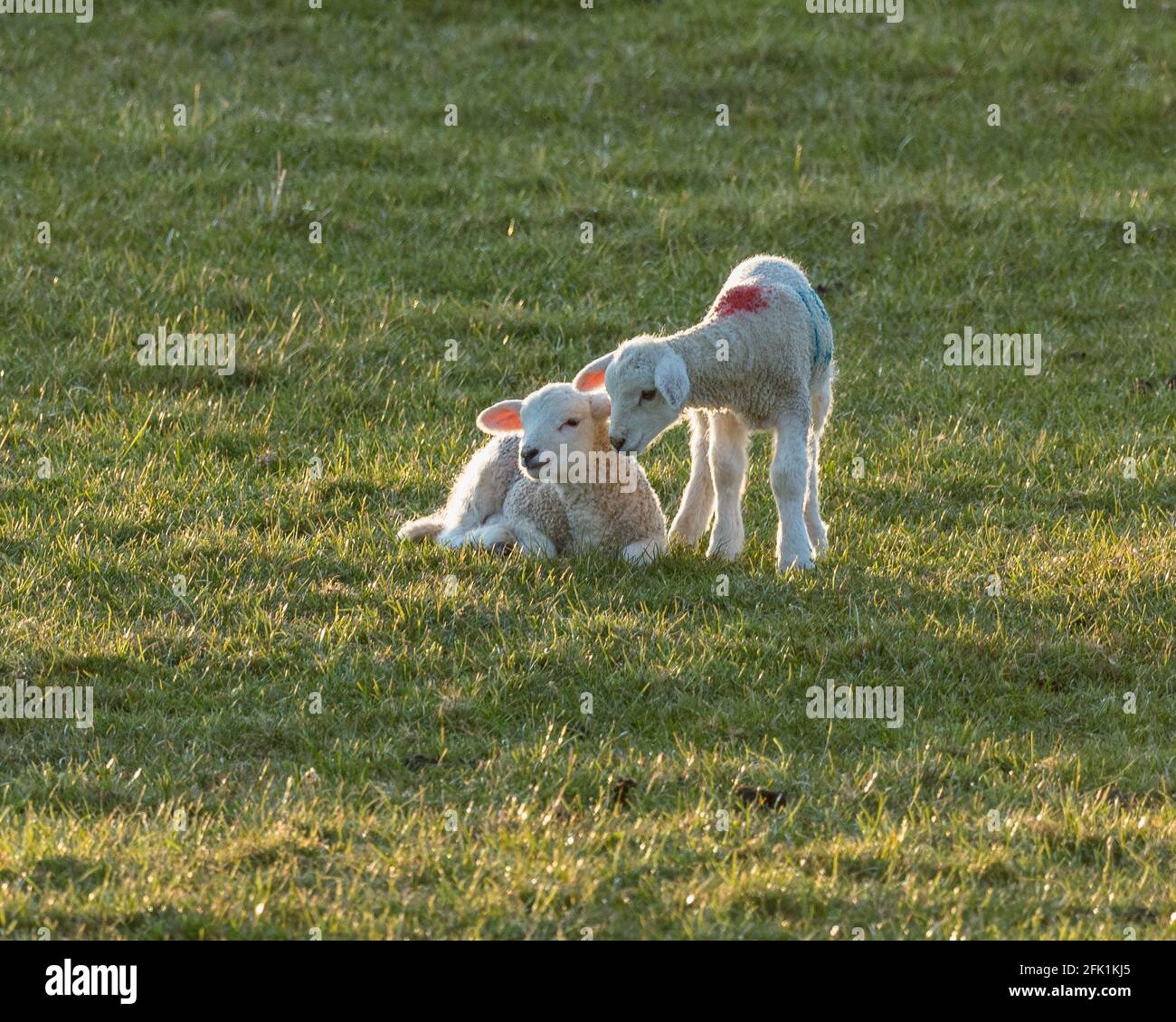 New born lambs playing in a field Stock Photo - Alamy