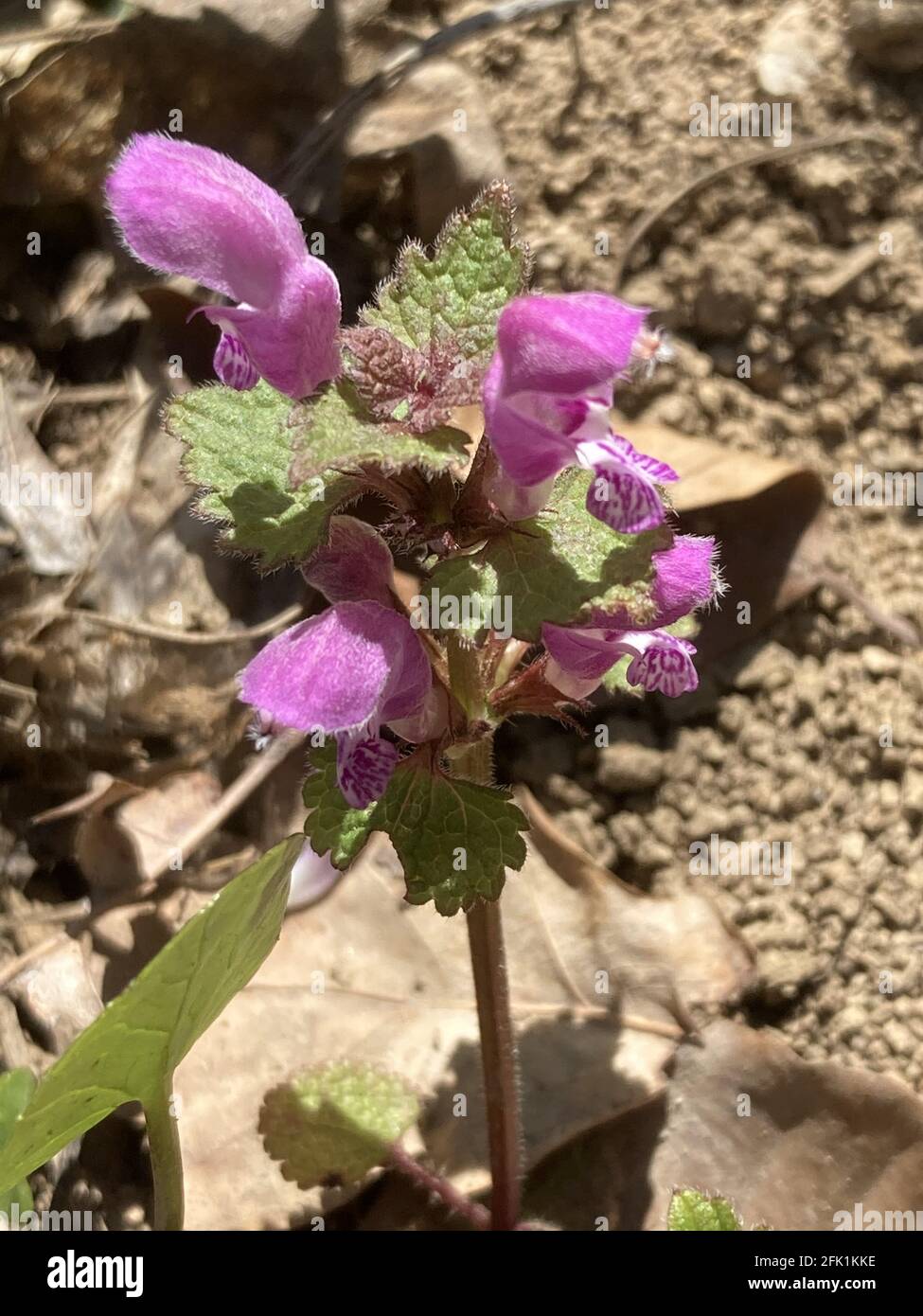 Lamb flowers hi-res stock photography and images - Alamy