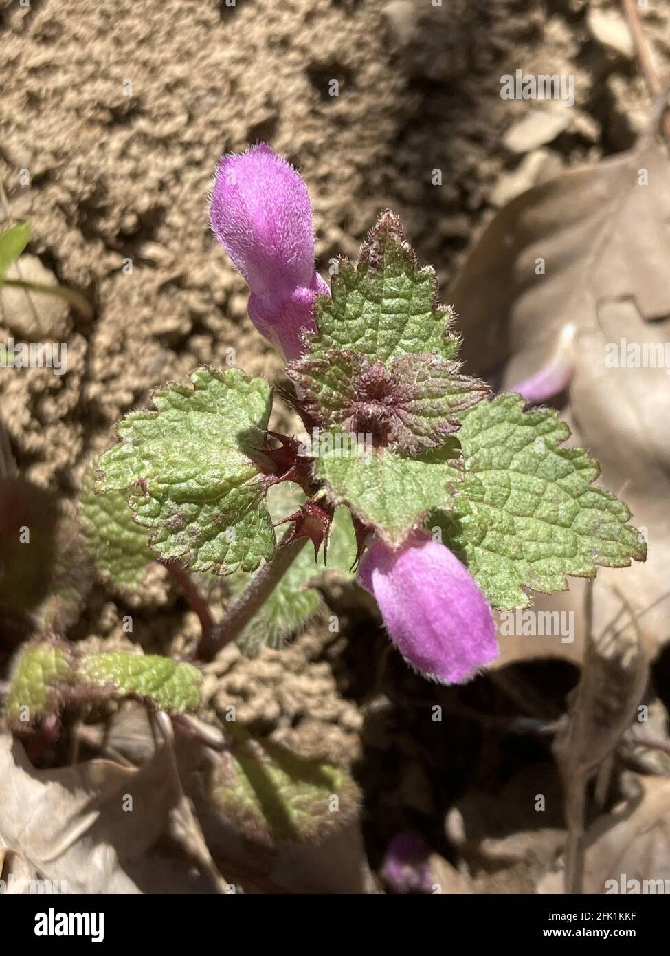 Lamb flowers hi-res stock photography and images - Alamy