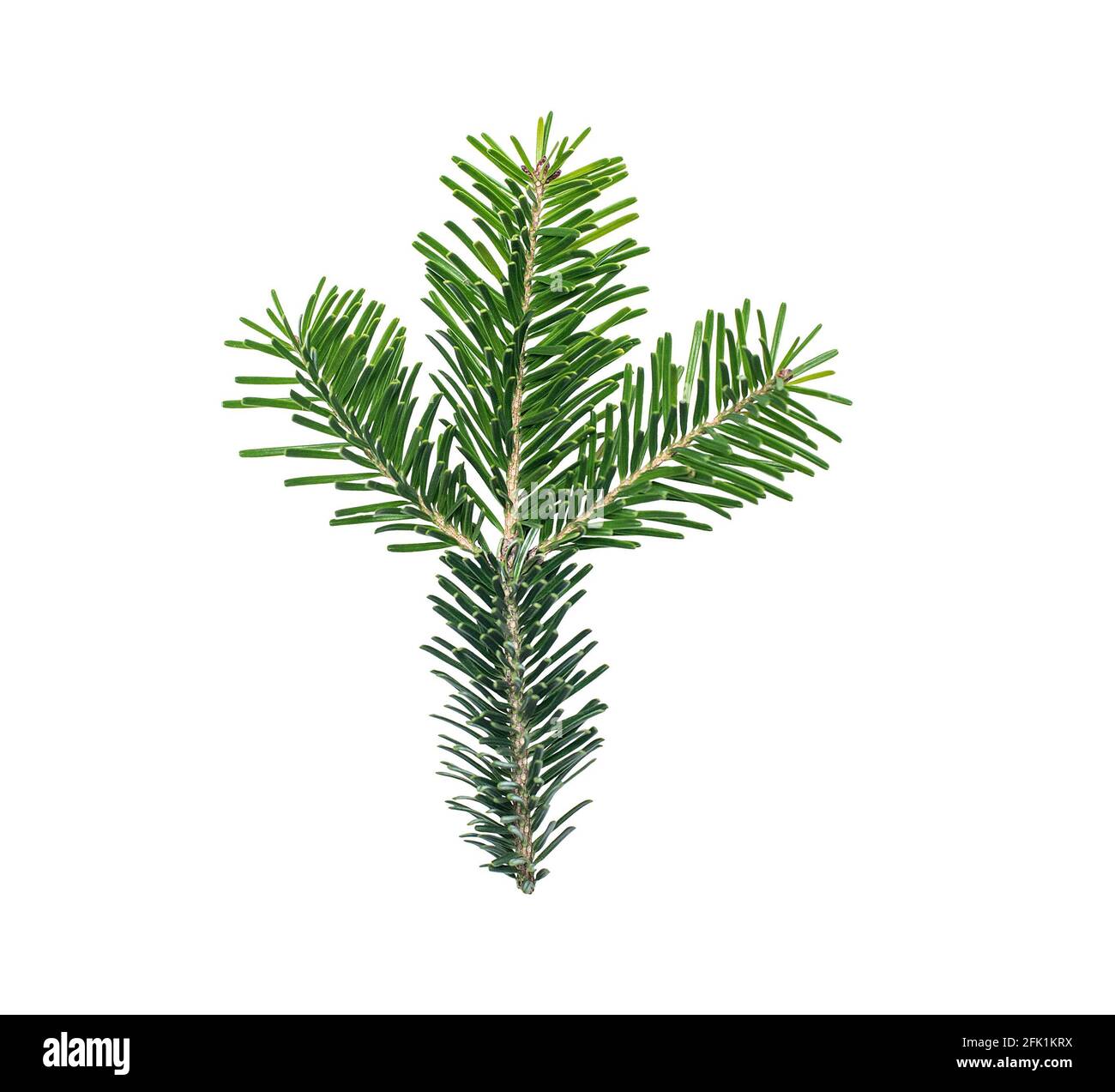 Top view of green fir tree spruce branch with needles isolated on white background . Pine branch ...