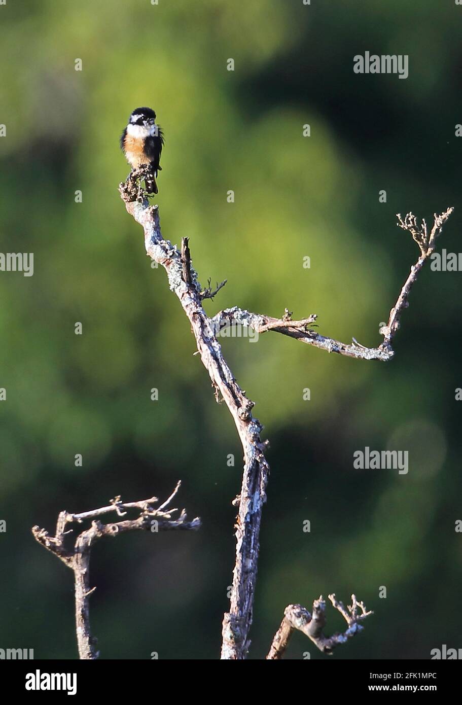 Microhierax High Resolution Stock Photography and Images - Alamy