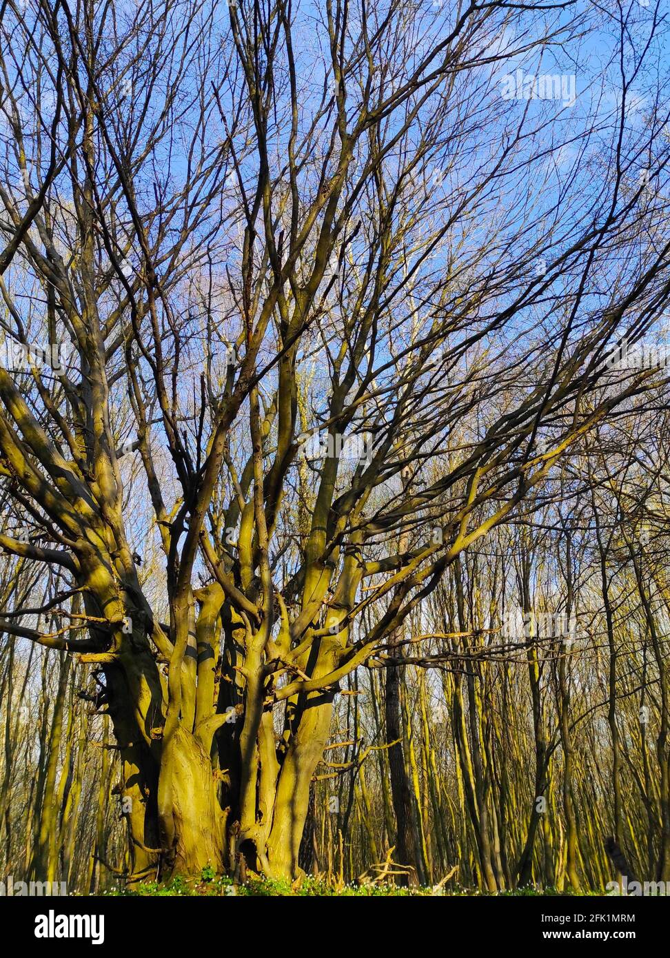 Wide spreading tree hi-res stock photography and images - Alamy